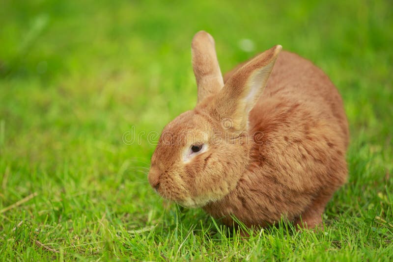Big red rabbit stock image. Image of lawn, fluffy, farm - 202439677