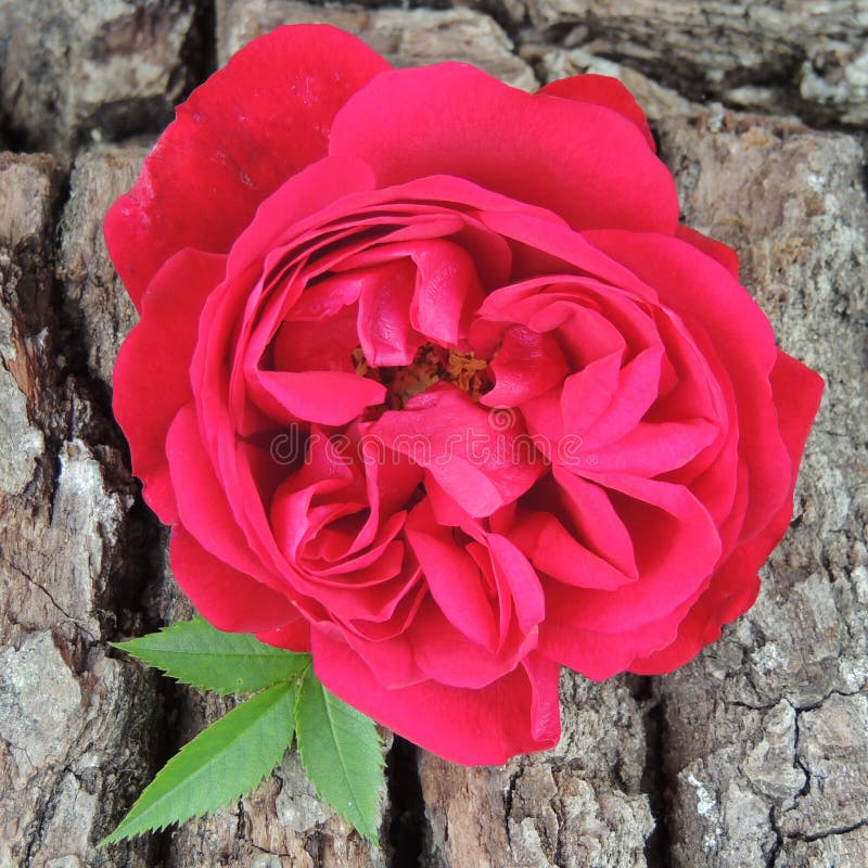 Large Red Rose on a Background of Tree Bark Stock Image - Image of bark ...