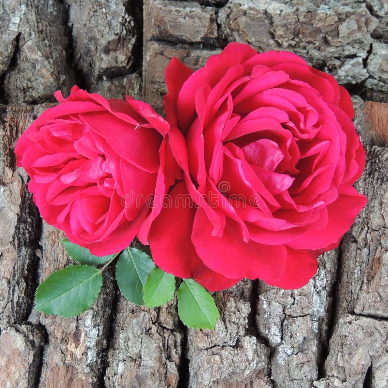 Large Red Rose on a Background of Tree Bark Stock Image - Image of ...