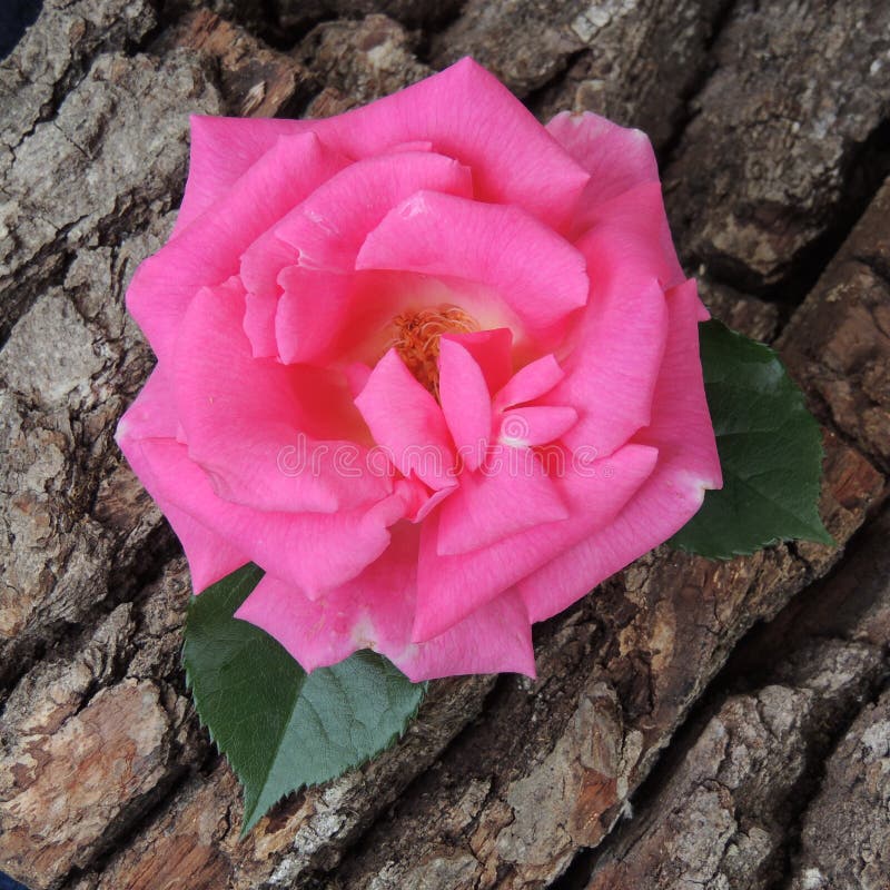 Large Red Rose on a Background of Tree Bark Stock Image - Image of ...