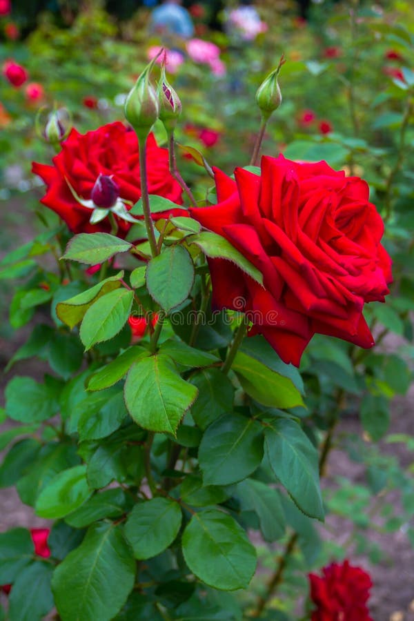 A large red rose on a bush stock image. Image of floral - 94443217