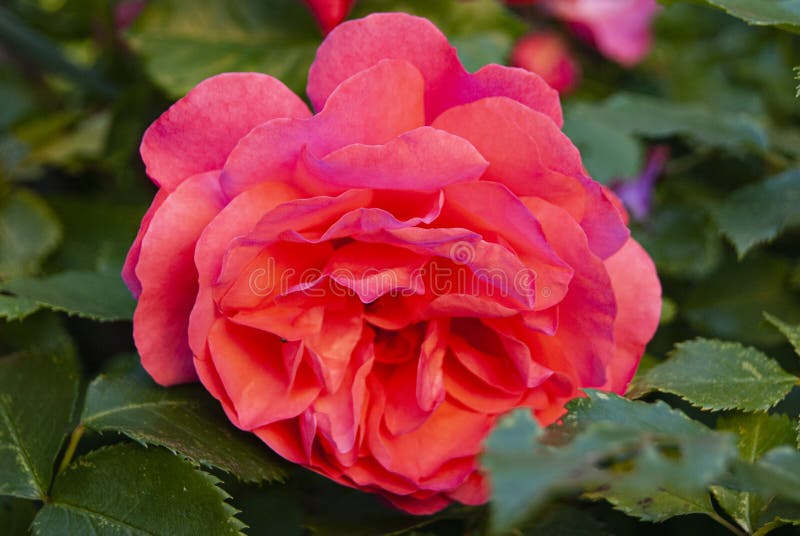 A large red rose flower stock photo. Image of blossom - 250199804