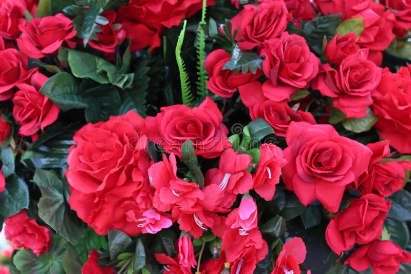 Large red roses stock photo. Image of medium, large, beautiful - 91318314