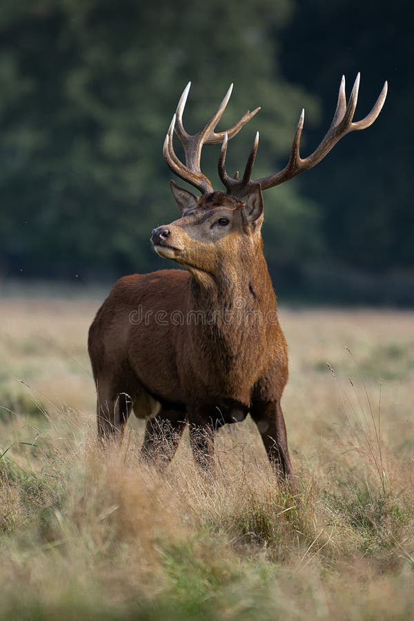 Large Red Stag on the Alert Stock Photo - Image of vertebrate, season ...