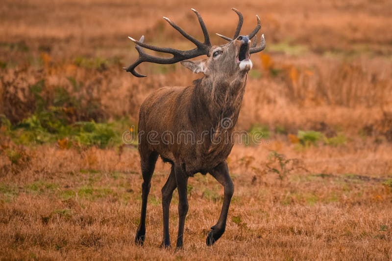 Large Red Stag with Enormous Antlers Roaring in the Forest Stock Image ...