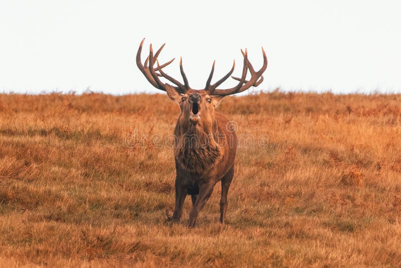 Large Red Stag with Enormous Antlers Roaring in the Forest Stock Photo ...