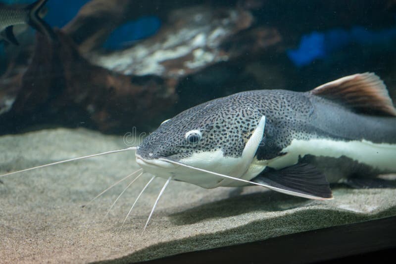 Large Red Tail Catfish from Amazon, in Aquarium Tank Stock Image ...