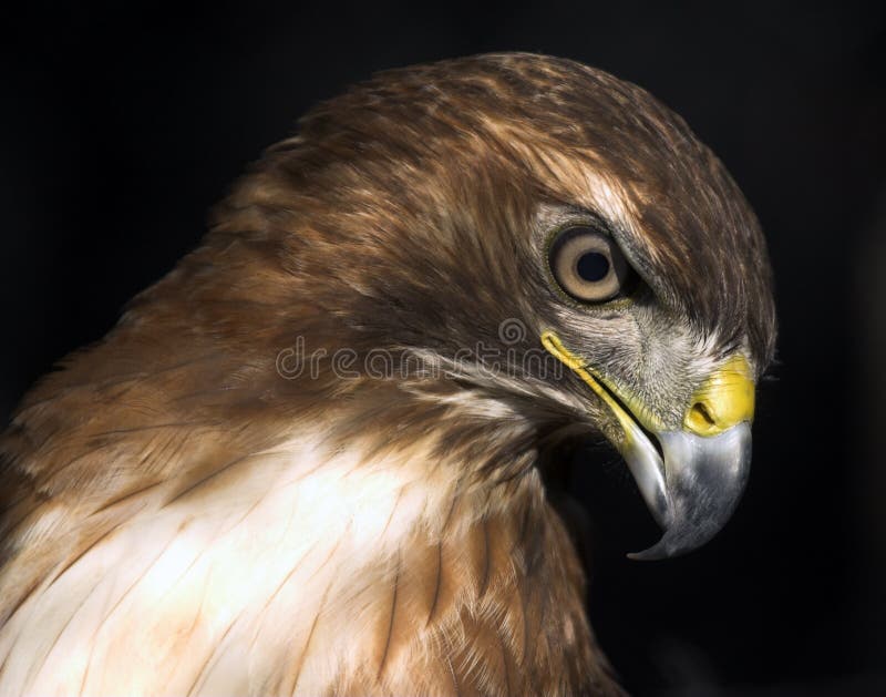 Large Red Tail Hawk stock image. Image of predators, conservation - 9392427