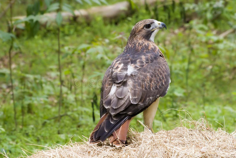 Red Tailed Hawk stock photo. Image of wing, hawks, plumage - 30264206