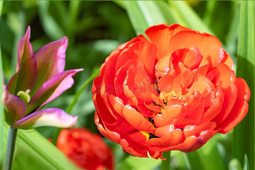 A Large Red Terry Tulip Close-up. Spring Background Stock Image - Image ...