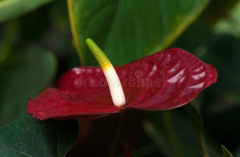 Large red tropical flower stock image. Image of botany - 41667905