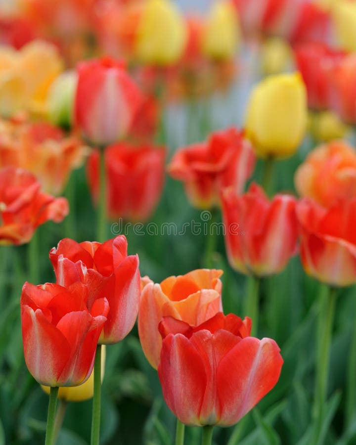 Large red tulips stock photo. Image of flower, garden - 12090616