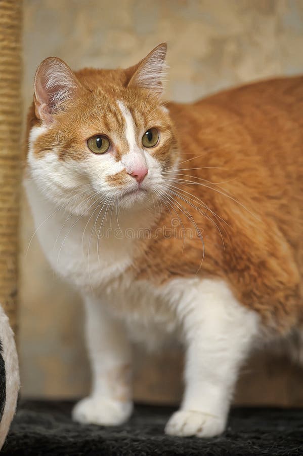 A large red and white cat stock image. Image of domestic - 52181383