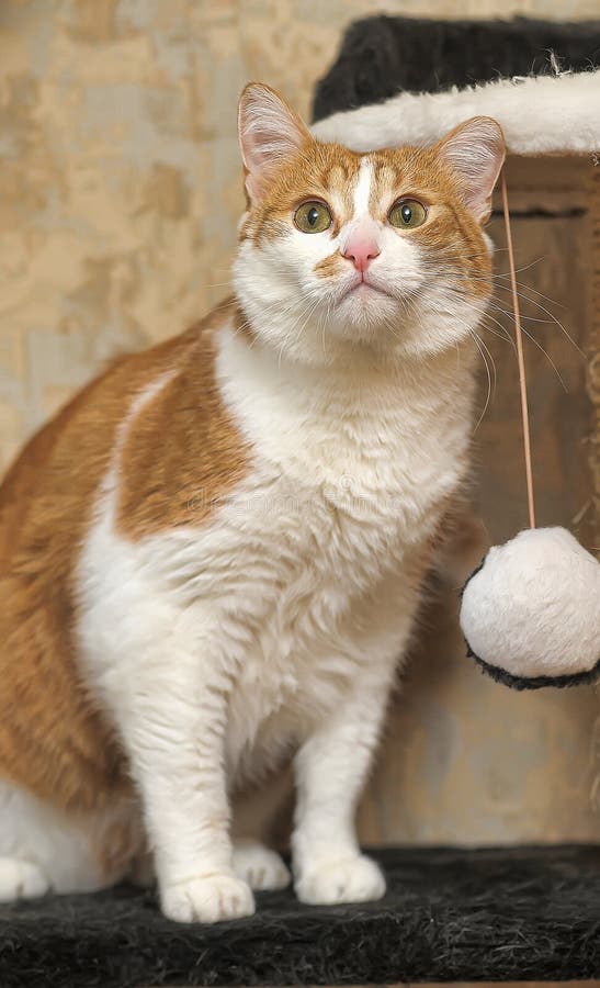 A large red and white cat stock photo. Image of feline - 52181474