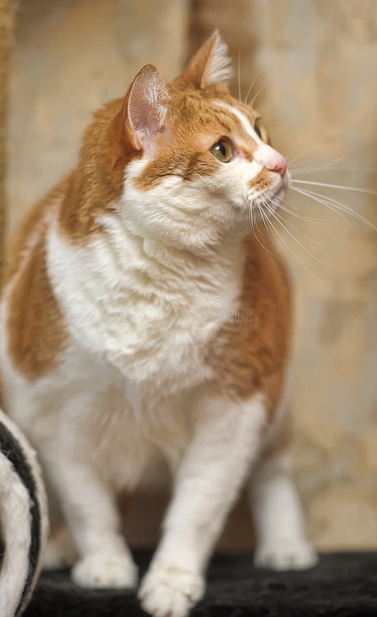 A large red and white cat stock image. Image of cute - 52181607