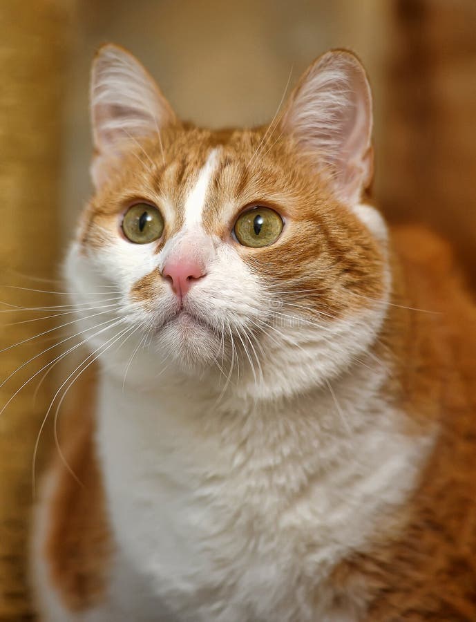 A large red and white cat stock photo. Image of attractive - 52181726