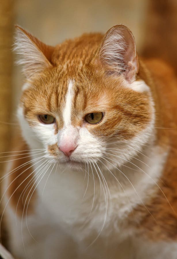 A large red and white cat stock photo. Image of adorable - 52181944