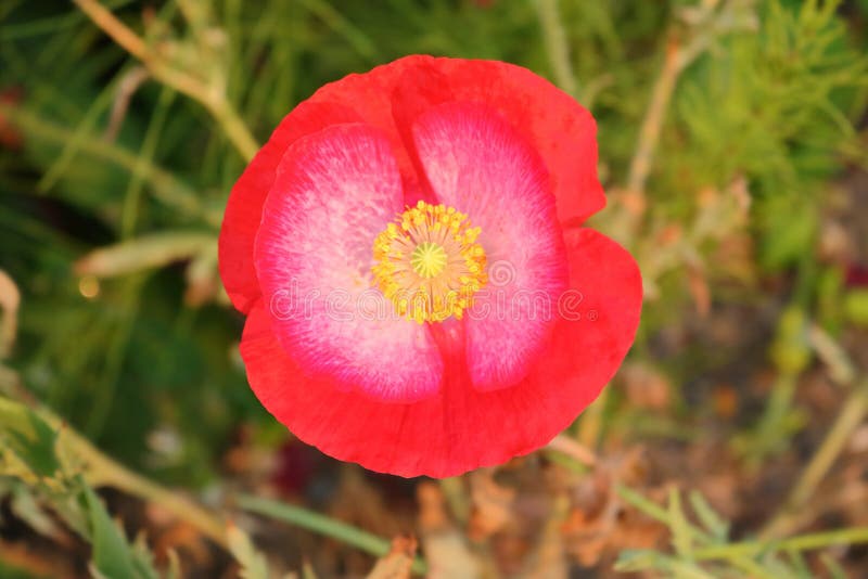 Large Red Wild Poppy stock image. Image of nature, bright - 97325341