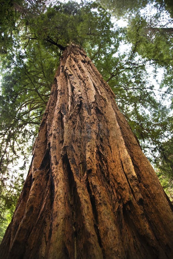 4+ Large redwood tree Free Stock Photos - StockFreeImages