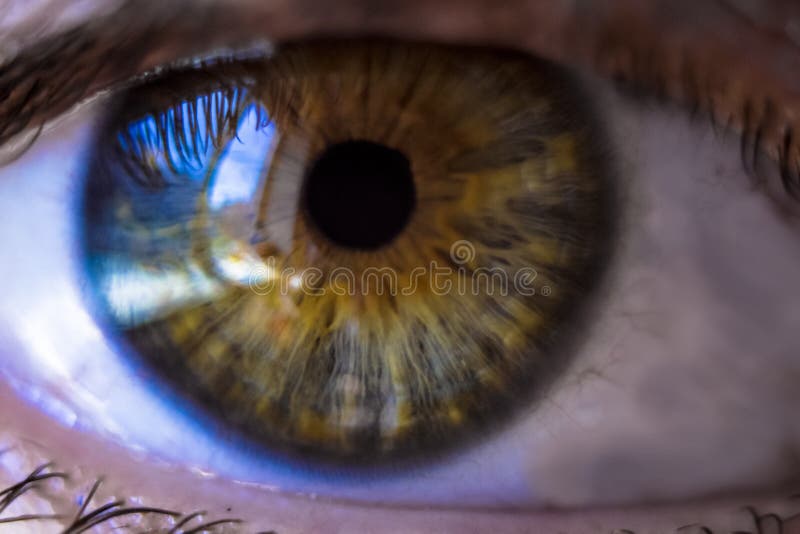 Eyes Iris Eye Pupil Large Reflection Looks Stock Photos - Free ...