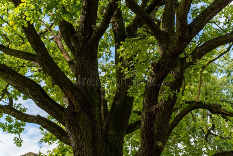 Large Remarkable Oak Stock Photos - Free & Royalty-Free Stock Photos ...