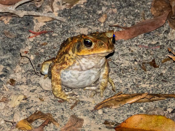 Cane Toad in Queensland Australia Stock Photo - Image of animal, marina ...