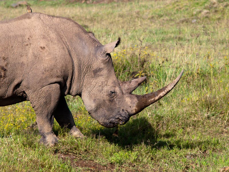 Rhino and Bird stock image. Image of bird, nature, rhino - 2013111