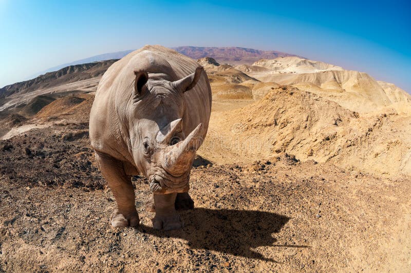 Large Rhinoceros in the Desert Stock Image - Image of power, rhinoceros ...