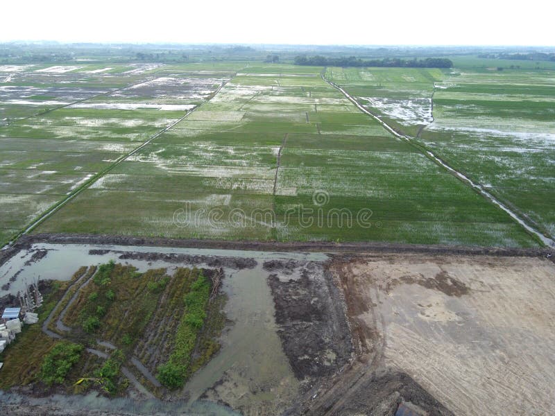 Large Rice Fields from Above Stock Photo - Image of agriculture ...