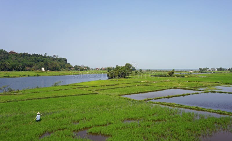 Large Rice Fields Around Hue Stock Image - Image of outdoors, seed ...