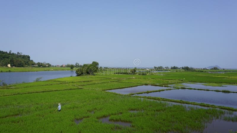 Large Rice Fields Around Hue Stock Photo - Image of irrigated, plant ...