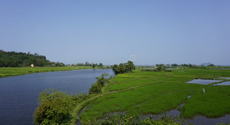 Large Rice Fields Around Hue Stock Photo - Image of production, rural ...