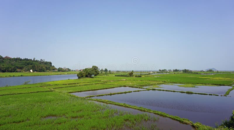 Large Rice Fields Around Hue Stock Photo - Image of irrigated, outdoors ...