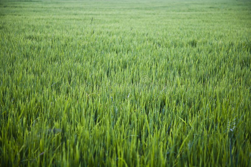 Large rice paddy stock image. Image of farm, plantation - 38944445