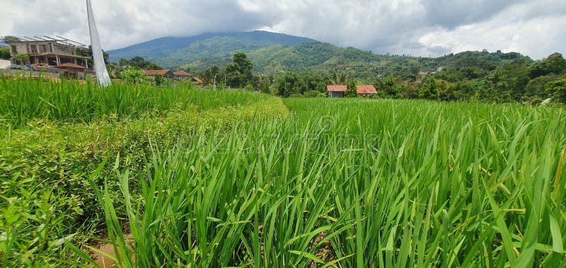 Large Ricefield at the Mountains and Rural Stock Photo - Image of grass ...