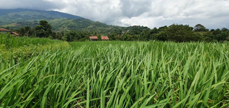 Large Ricefield at the Mountains and Rural Stock Image - Image of ...
