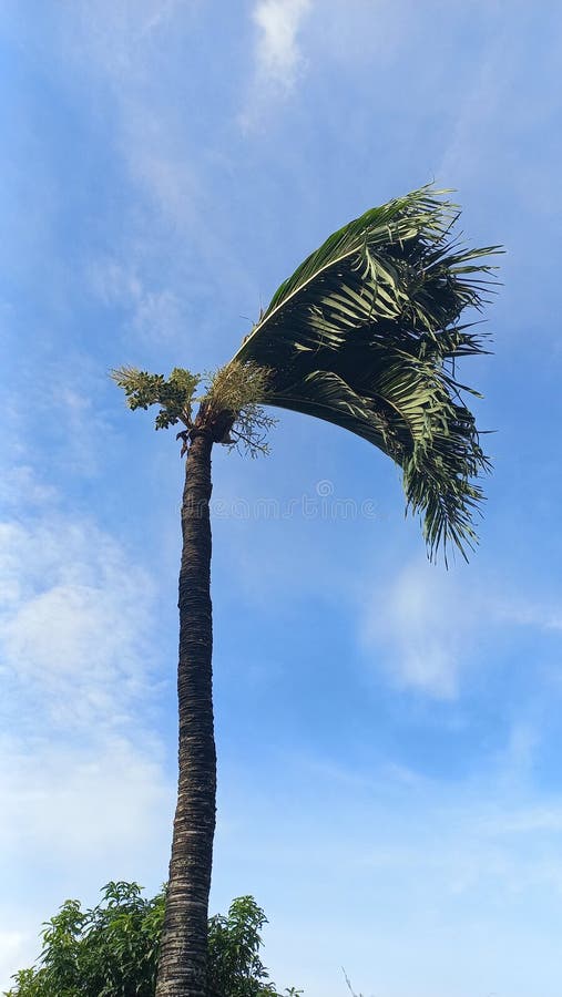 A Large, Right-bent Palm Tree Against the Backdrop of a Blue Sky Stock ...