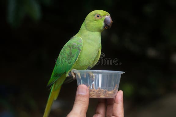A Large Ringed Parrot is Fed Larvae from the Hand Stock Image - Image ...