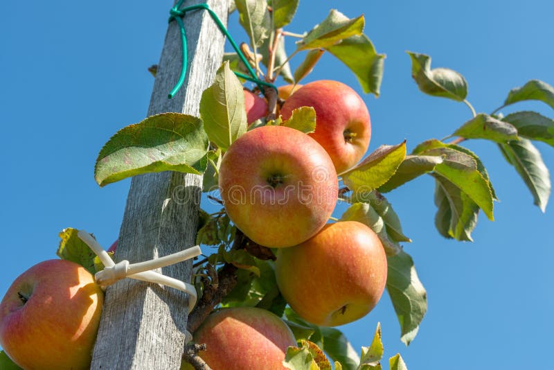 Large Ripe Apples Clusters Hanging Heap on a Tree Branch in an Intense ...