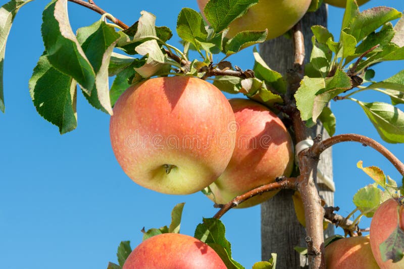Large Ripe Apples Clusters Hanging Heap on a Tree Branch in an Intense ...