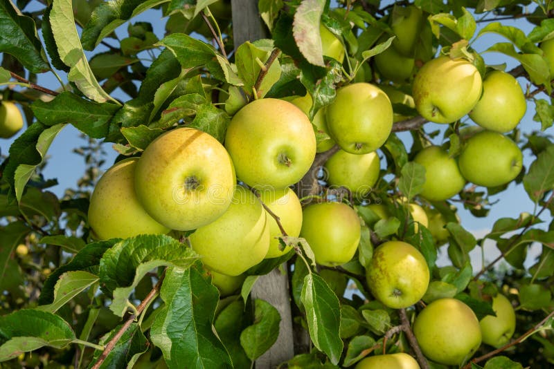 Large Ripe Apples Clusters Hanging Heap on a Tree Branch in an Intense ...