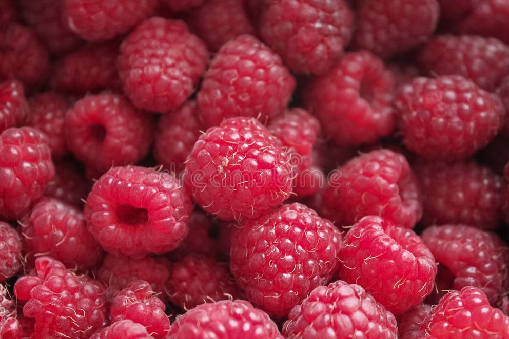 Large Ripe Bright Red Raspberries Background. Copy Space Stock Image ...