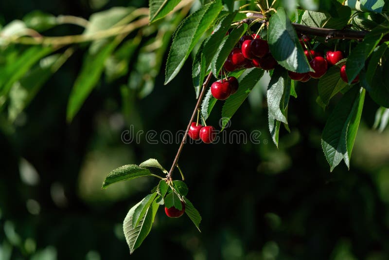 Large and Ripe Cherry Fruit on the Tree Stock Image - Image of mature ...