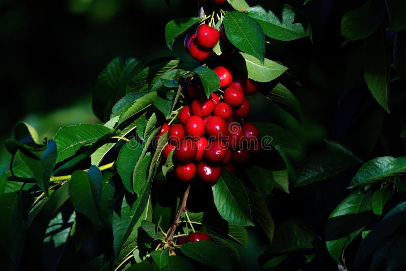 Large and Ripe Cherry Fruit on the Tree Stock Photo - Image of custom ...