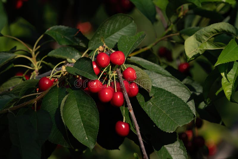Large and Ripe Cherry Fruit on the Tree Stock Photo - Image of ...