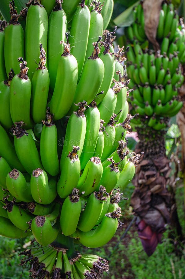 A Large Ripe of Green Raw Bananas Stock Image - Image of sweet, natural ...