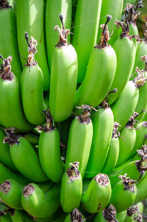 A Large Ripe of Green Raw Bananas Stock Photo - Image of nature, sweet ...