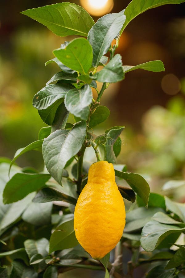 Large Ripe Lemon on a Tree Branch in Spring Stock Photo - Image of grow ...