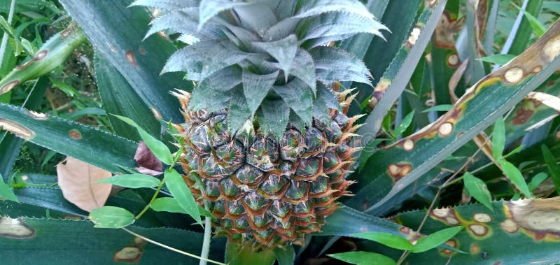 A Large, almost Ripe Pineapple Stock Image - Image of juicy, evergreen ...