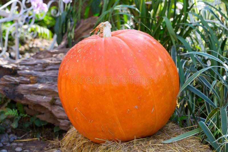 Large ripe pumpkin stock photo. Image of landscape, halloween - 29686482